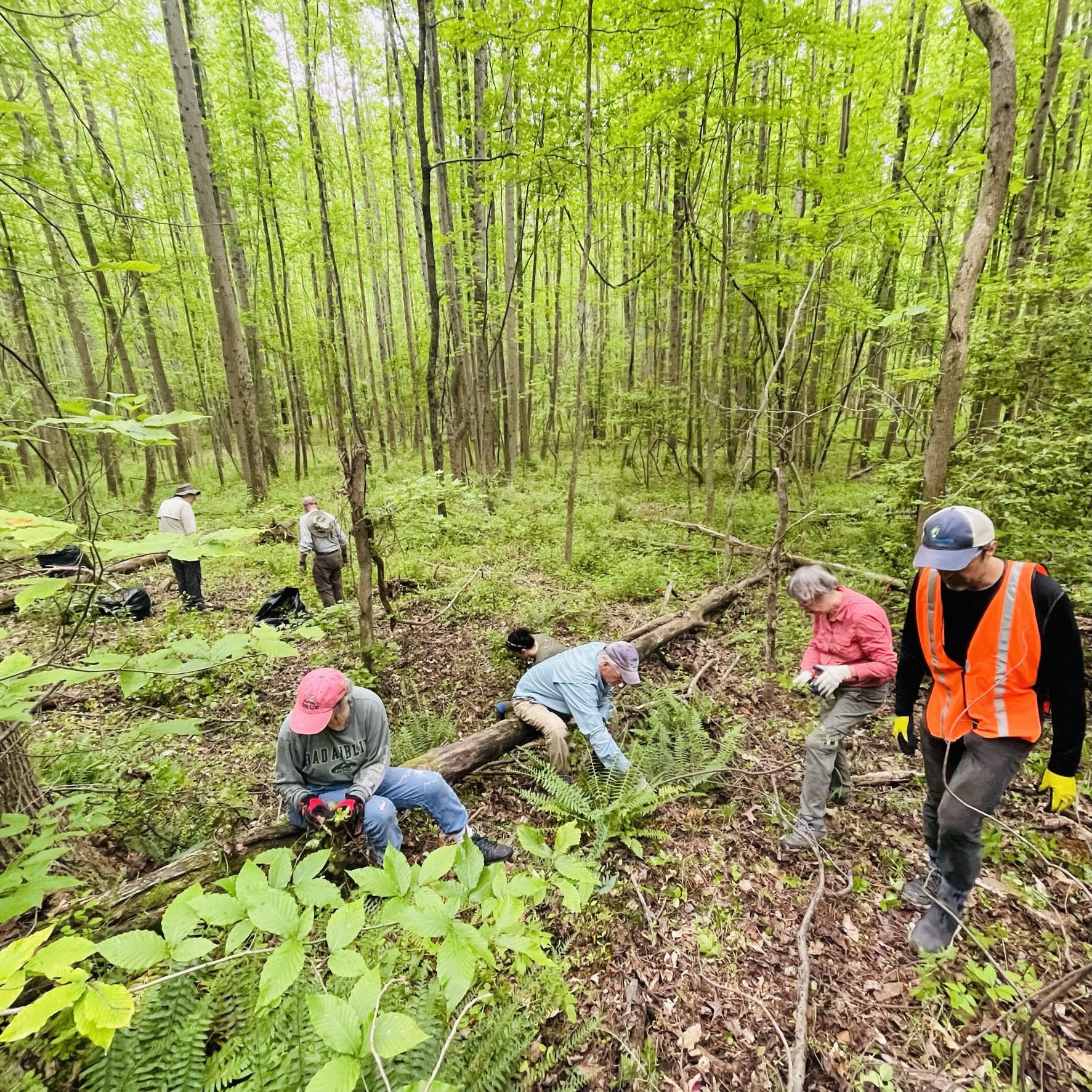 Healthy Forests: Invasive Plant Removal Program - Scenic Rivers Land Trust
